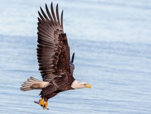 Bald Eagle Habitat: Understanding the Types and Characteristics - Avian ...