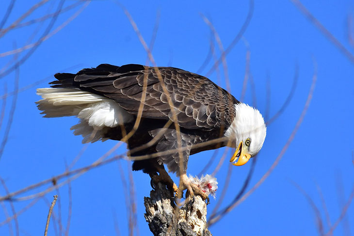 From Endangered to Recovered: A Timeline of the Bald Eagle’s Journey ...
