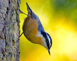 A Blue Bird with a Red or Orange Chest? - Avian Report