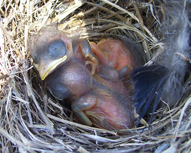 Growth Stages of Nestling Bluebirds - Avian Report