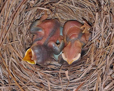 Growth Stages of Nestling Bluebirds - Avian Report