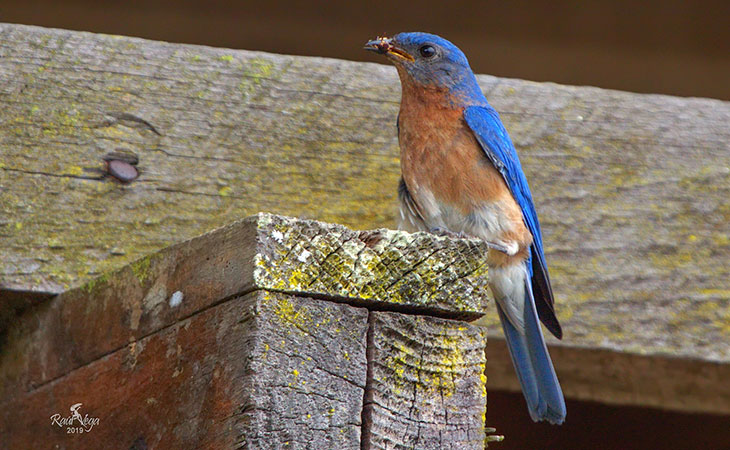What do Eastern Bluebirds eat? - Avian Report