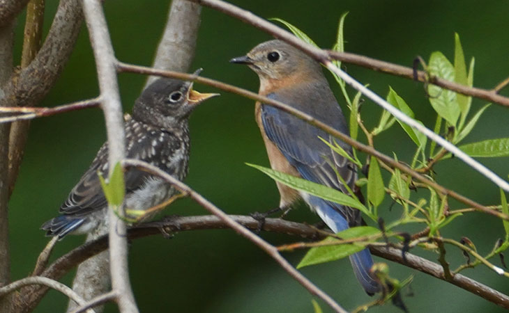 Fledging bluebirds: A few things to know - Avian Report