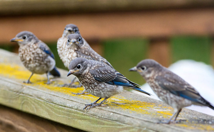 Fledging bluebirds: A few things to know - Avian Report