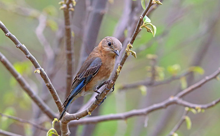 Identification of the Female Eastern Bluebird - Avian Report