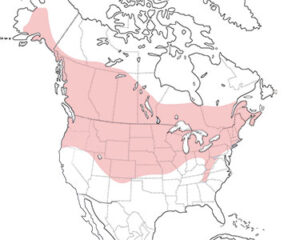 Black-capped Chickadee: Nest and Eggs - Avian Report
