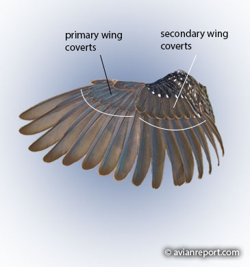 Determine the Gender of Young Bluebirds Through their Plumage