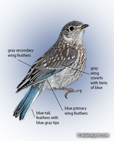 Determine the Gender of Young Bluebirds Through their Plumage