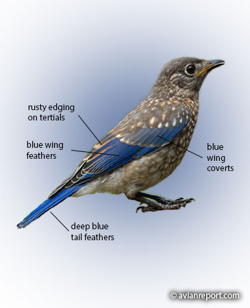 Determine the Gender of Young Bluebirds Through their Plumage