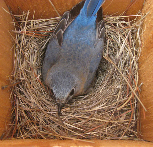 11 Facts About Female Eastern Bluebirds - Avian Report