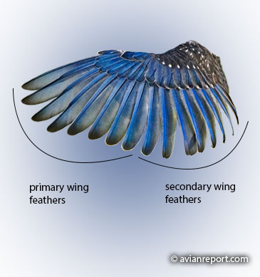 Determine the Gender of Young Bluebirds Through their Plumage