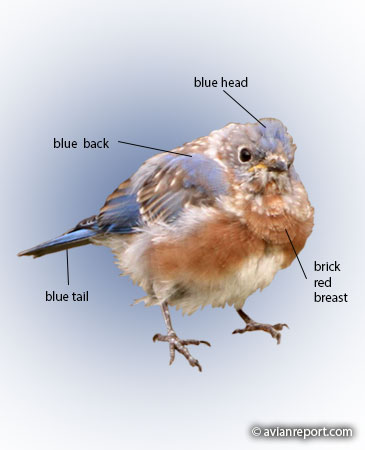 Determine the Gender of Young Bluebirds Through their Plumage