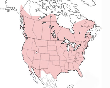 European Starling: Nest and Eggs - Avian Report