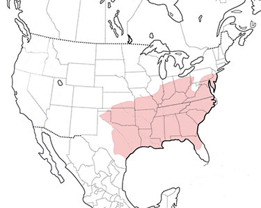 Carolina Chickadee: Nest and Eggs - Avian Report