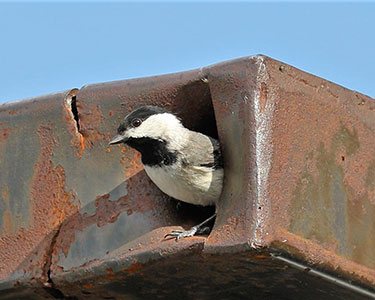 Carolina Chickadee: Nest and Eggs - Avian Report