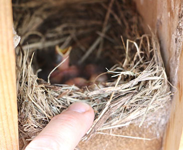 How to Reduce Competition Among Birdhouse Nesting Birds - Avian Report