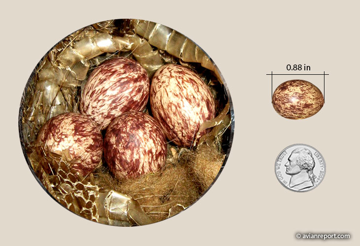 Great Crested Flycatcher: Nest and Eggs - Avian Report