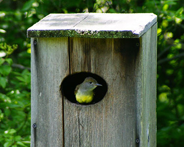 Great Crested Flycatcher: Nest and Eggs - Avian Report