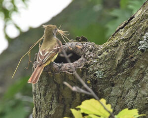 Great Crested Flycatcher: Nest and Eggs - Avian Report