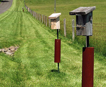 How to Reduce Competition Among Birdhouse Nesting Birds - Avian Report
