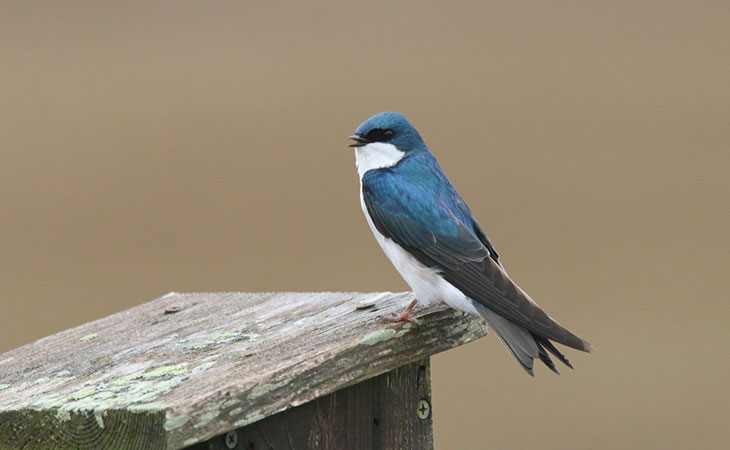 Tree Swallow: Nest and Eggs - Avian Report