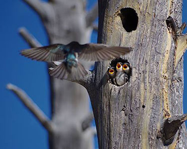 Tree Swallow: Nest and Eggs - Avian Report