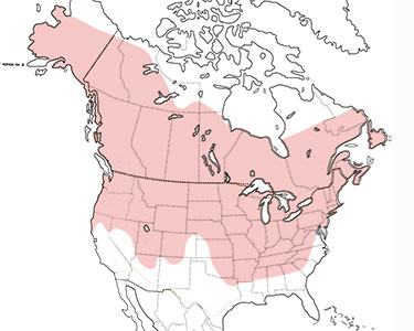 Tree Swallow: Nest and Eggs - Avian Report