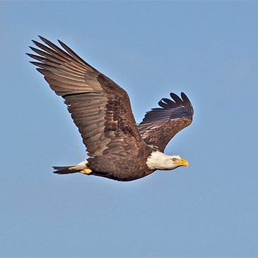 Osprey calls: Types and Meaning - Avian Report