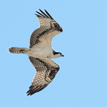 Osprey calls: Types and Meaning - Avian Report