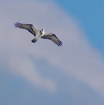 Osprey Migration Explained - Avian Report