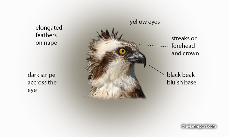 Osprey: Appearance and Identification