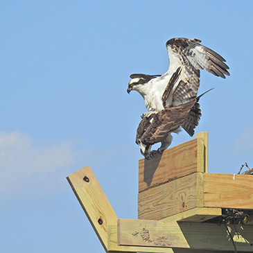 Osprey - Avian Report
