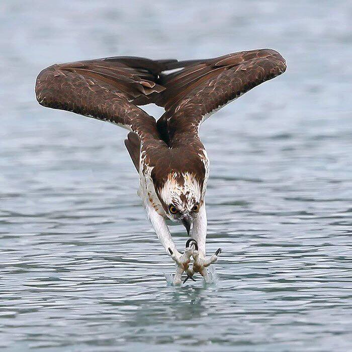 All about Osprey hunting and feeding