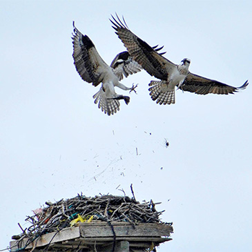 Osprey calls: Types and Meaning - Avian Report