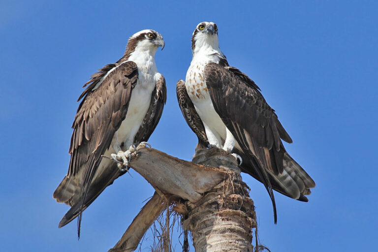Osprey Breeding: Everything you need to know