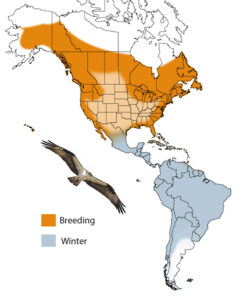 Osprey - Avian Report