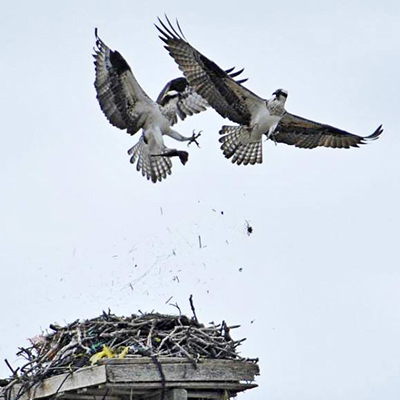 Osprey - Avian Report