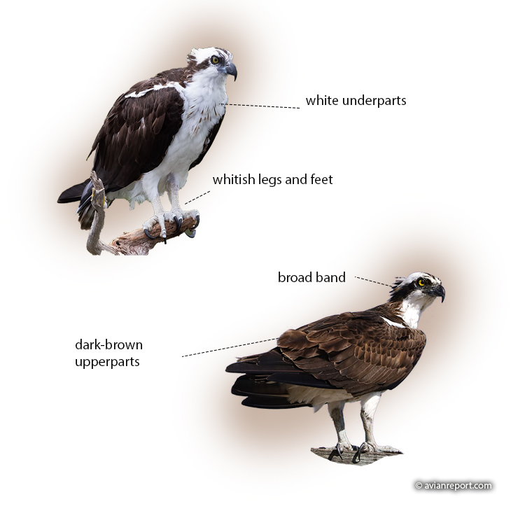 Osprey: Appearance and Identification
