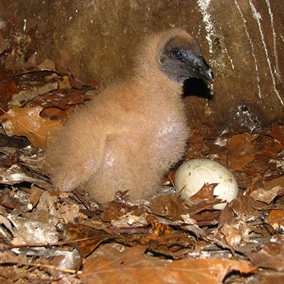 Black Vulture Nesting Habits - Avian Report