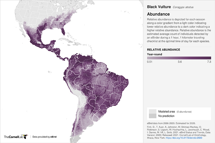 All About Black Vultures Avian Report