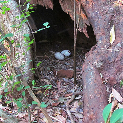 Black Vulture Nesting Habits - Avian Report