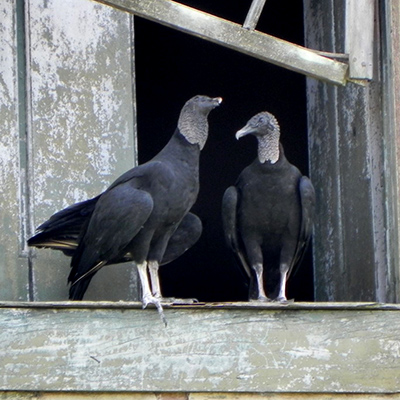 Black Vulture Nesting Habits - Avian Report