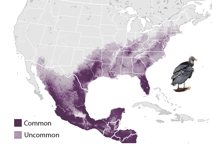Black Vulture Migration and Movements - Avian Report
