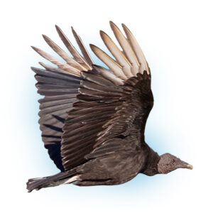 Black Vulture Migration and Movements - Avian Report