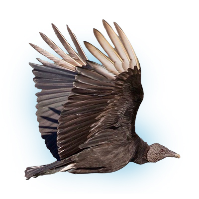 Black Vulture Migration and Movements - Avian Report
