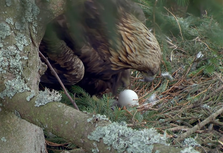 All About Nesting Golden Eagles - Avian Report