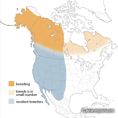 What Does a Golden Eagle Look like? - Avian Report