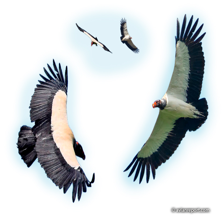 What Does a King Vulture Look Like? - Avian Report