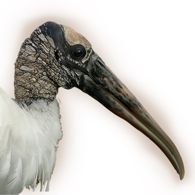 What Does a Wood Stork Look Like? - Avian Report