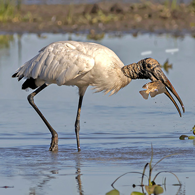 Wood Stork Food Habits - Avian Report